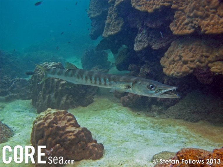 Barracuda, Pickhandle -Sphyraena jello_019_Mae Haad_G12 | COREsea