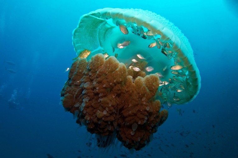 core sea (1 von 1) (3) | COREsea