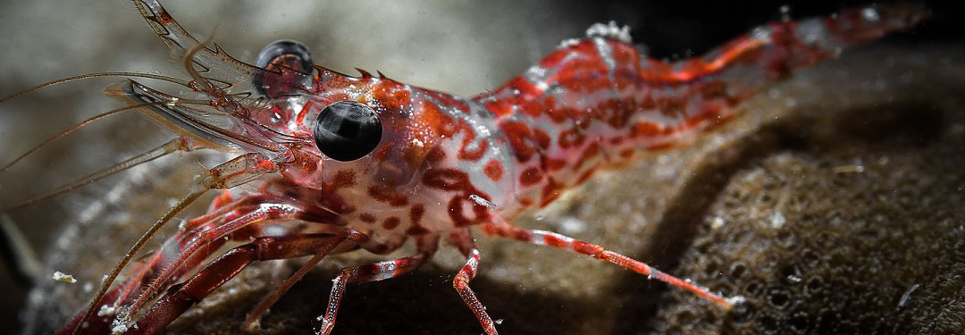 shrimp_Head | COREsea